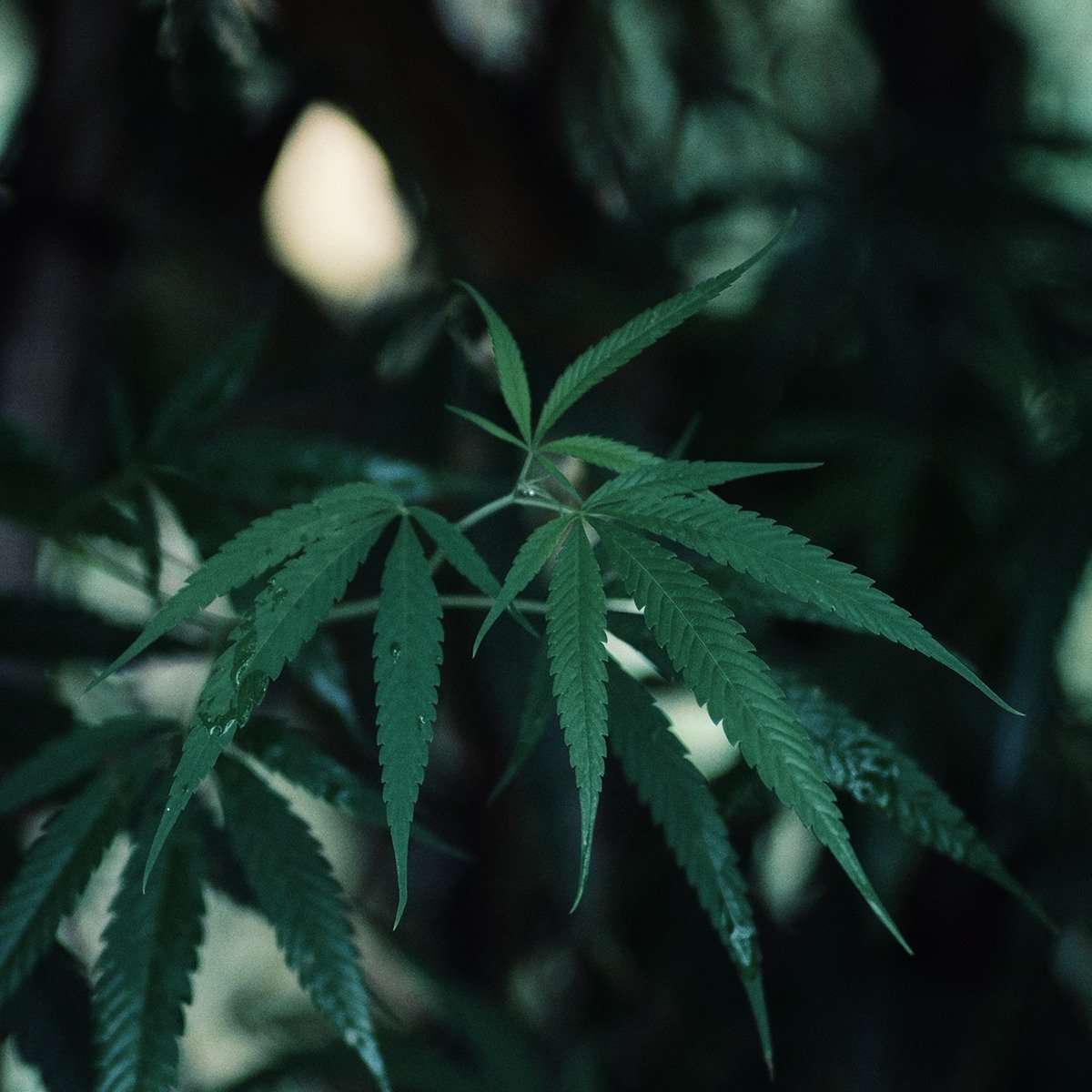 Top Sustainable Cannabis Brands | Bluebird Botanicals